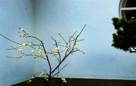 王安石《梅花》是在什么情况下创作的？该如何赏析？ 趣历史网