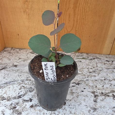 Silver Plate Eucalyptus Plant Summerfield Acres