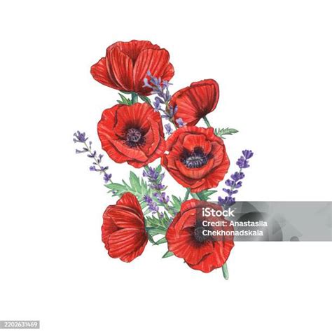 흰색 배경에 수채화 빨간 양귀비와 라벤더 가지의 꽃다발 식물 식물의 그림 프로방스 꽃 엽서 청첩장 브랜딩 인쇄물에 적합합니다 0명에 대한 스톡 벡터 아트 및 기타 이미지