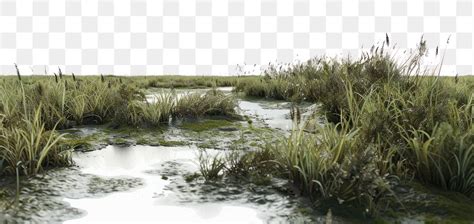 Wetland Png Images Free Photos Png Stickers Wallpapers