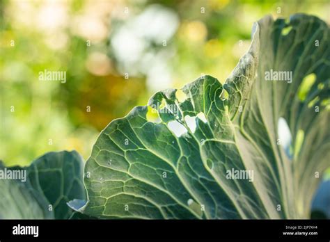 A Leaf Of A Growing White Cabbage Is Infested With Whiteflies Close Up Against A Blurred