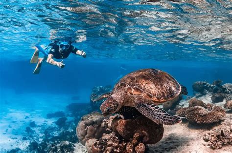 Discover Coral Bay Your Gateway To Ningaloo Reef