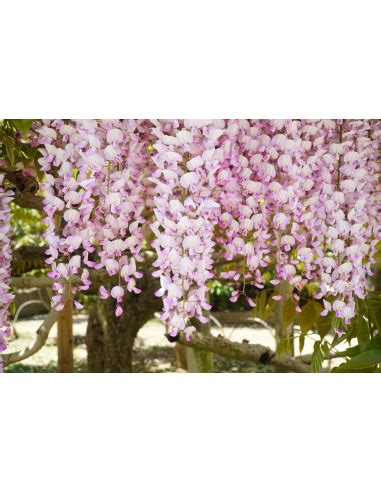Japanese Pink Wisteria Vine For Sale Wisteria Floribunda