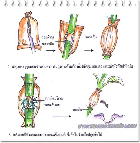 การปลูกมะม่วง การ ตอนกิ่งมะม่วง