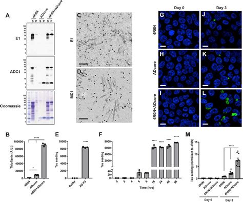 Ad Tau Core Seeds Polymerization Of Full Length Wild Type Tau Download Scientific Diagram
