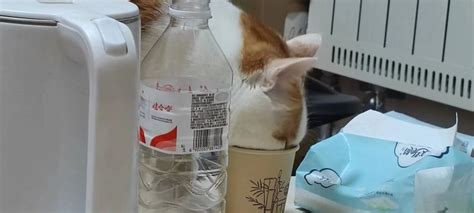 Leiomy Lei On Linkedin Oh No Baozi Thats My Water 😱