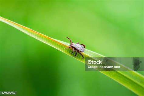 뇌염 진드기 곤충 녹색 잔디에 크롤링 뇌염 바이러스 또는 라임 보렐리오시스 질병 감염성 피부과 진드기 거미류 기생충 매크로 곤충 퇴치제에 대한 스톡 사진 및 기타 이미지