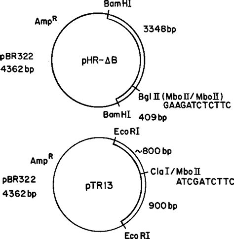 Figure 2 From Purification Of Mbo Ii Methylase Gaagma From Moraxella Bovis Site Specific