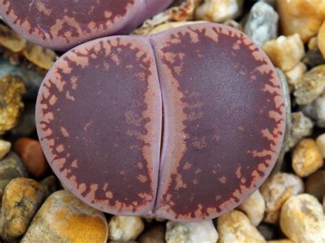 Cactusgarden Продажа литопсов Lithops Aucampiae Rudesheim Ruby