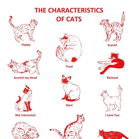 Characteristics Of Cats Tea Towel