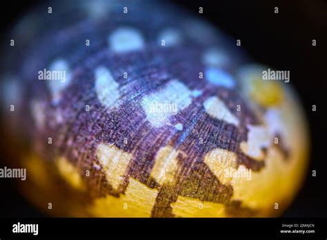 Beautiful Texture Wave Pattern Shell Surface Under The Microscope Stock Photo Alamy