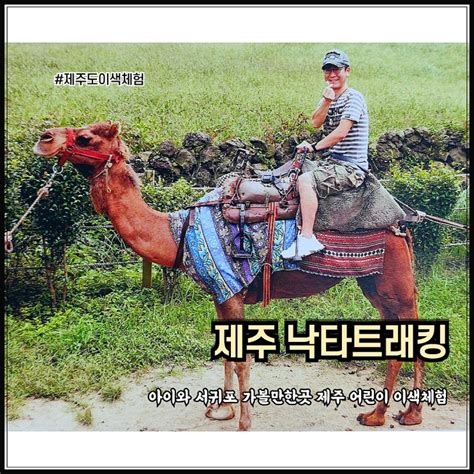 아이와 서귀포 가볼만한곳 제주도 어린이 이색 체험 제주 낙타트래킹 네이버 블로그