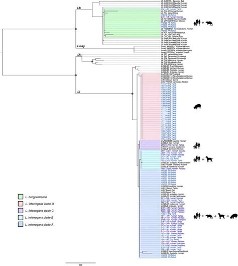 Maximum Likelihood Phylogenetic Tree Model Tn93g 1000 Replicates