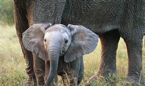 تعبیر خواب فیل کوچک بچه فیل حضرت یوسف و امام صادق و ابن سیرین آزمودگان