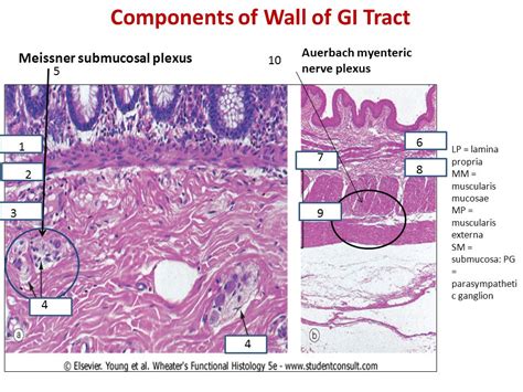 Myenteric Plexus Histology Auerbachs Plexus Colon Light Microg