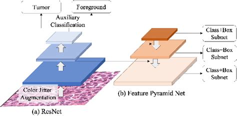 Figure 1 From Multi Tasks Retinanet For Mitosis Detection Semantic Scholar