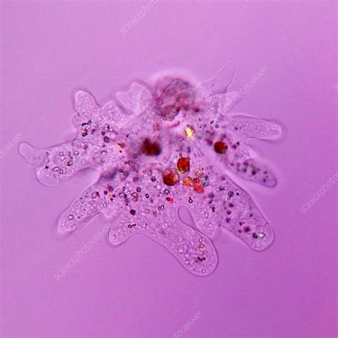 Amoeba Under A Microscope Amazing Amoeba Diversity Under The