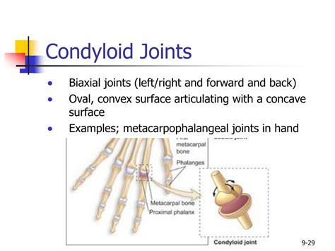 Ppt Human Anatomy Powerpoint Presentation Free Download Id9734391