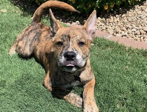 Are Pitbull Terrier Mixes Hypoallergenic