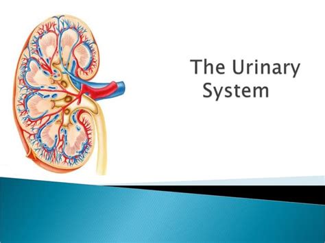 Introduction To Urinary System And Its Anatomy Ppt