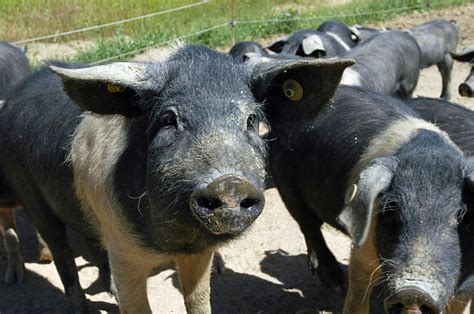 Cerdos Negros Llamados Cinta Senese Típicos De La Zona De La Toscana
