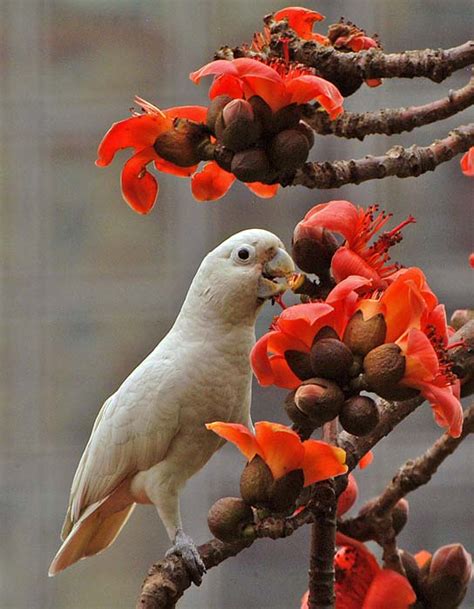 Tanimbar Corella Birdforum Opus Birdforum