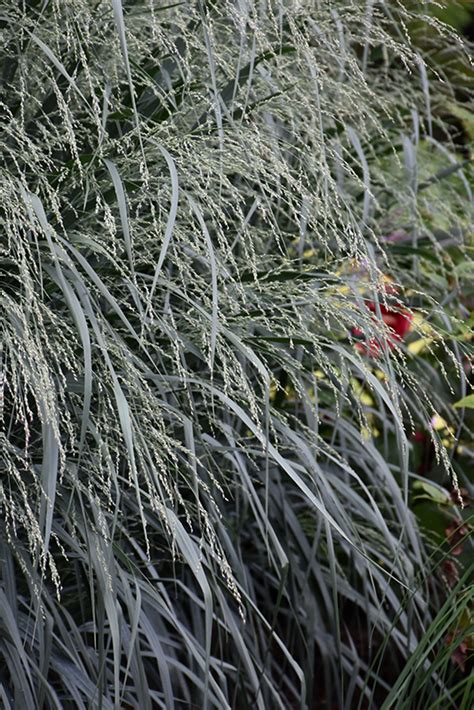 Blue Fountain Switch Grass Panicum Virgatum Blue Fountain In Ottawa