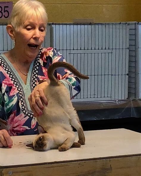 50 Nonsense Pics Of Cats That Weirdly Make Sense As Shared By This