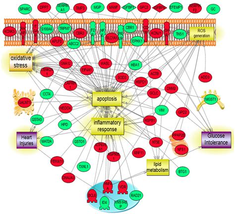 Molecular And Biological Pathway Interaction Map Analysis Upon Diabetes