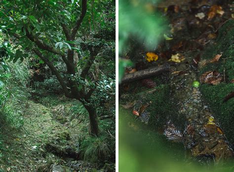 三草山の恵みが育む命を盆栽に注ぐ 三浦培樹園三浦裕貴さん TOGO Village