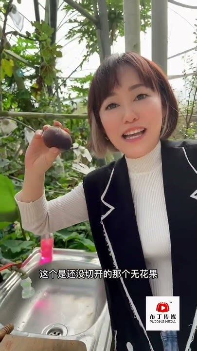 为什么叫无花果？它真的没花？为什么叫无花果 无花果树长花吗无花果树 无花果 金马仑 金马仑高原 马来西亚生态 金马仑生态 生态旅行 马来西亚生态旅游 金马仑生态旅行