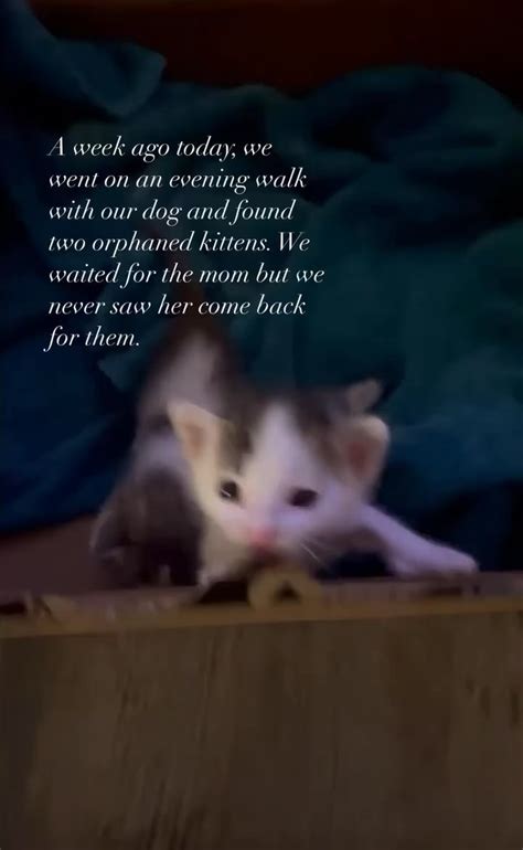 A Week Ago We Found Two Orphaned Kitties Abandoned In A Parking Lot