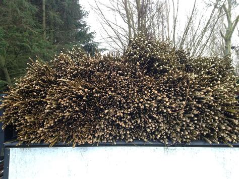 Living Willow Structures Willows Nursery