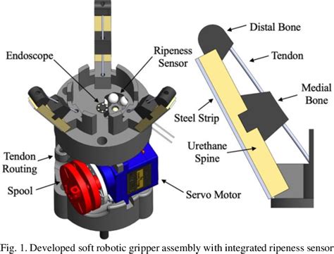 Tendon Driven Soft Robotic Gripper With Integrated Ripeness Sensing For Blackberry Harvesting