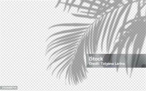 투명한 배경에 고립된 야자수 가지에서 그림자 오버레이 야자 나무 Arecales에 대한 스톡 벡터 아트 및 기타 이미지 야자 나무 Arecales 그림자 종려