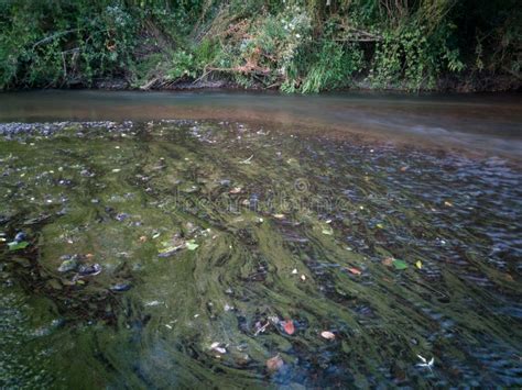 Landscape With Freshwater Algae In Clear Shallow Water Stream And Steep