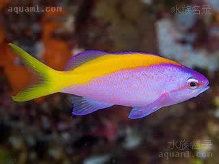 Pseudanthias Bicolor