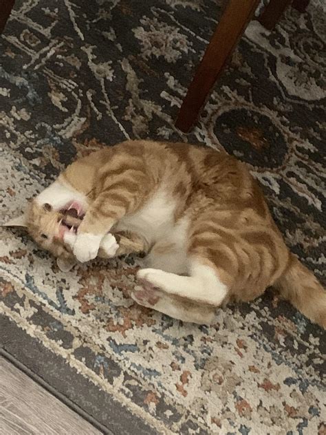 Larrys First Experience With Catnip R Oneorangebraincell