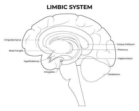 Premium Vector Brain Anatomy Autonomic Nervous System Diagram Line