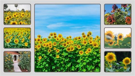 25 Types Of Gladiolus Flowers Identification With Pictures