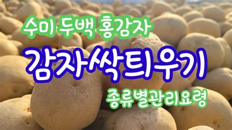 수미 두백 홍감자 감자 싹틔우기 종류별 관리요령 Youtube