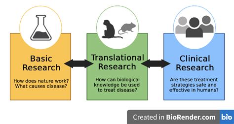 What Is Basic Research And Why Is It Useful Tess Research Foundation