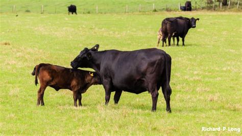 Tinneys Red Dexters Added A New Photo Tinneys Red Dexters