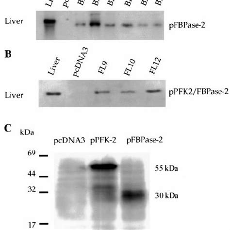 Schematic Representation Of The Construction Of Plasmid Download Scientific Diagram