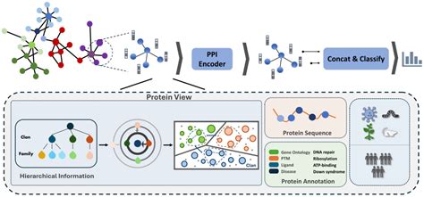 논문 리뷰 Hierarchical Multi Label Contrastive Learning for Protein Protein Interaction Prediction