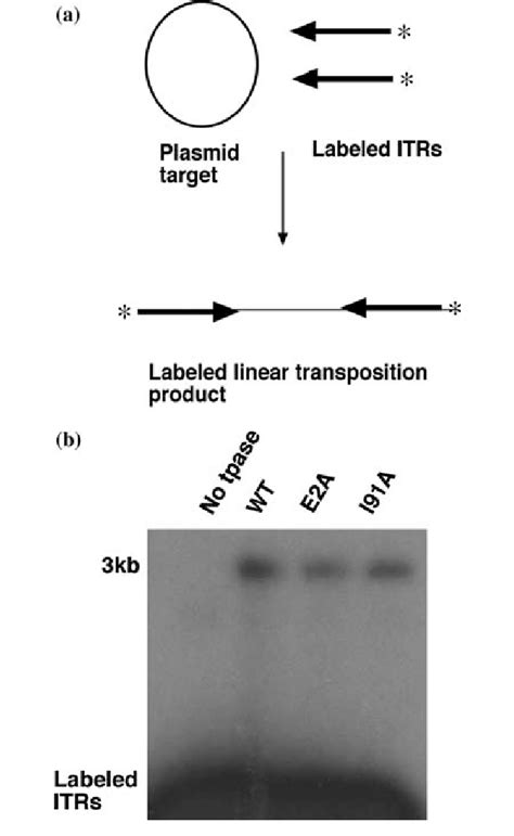 An Assay To Detect Defects In Itr Insertion Into A Target Dna A