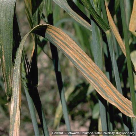 Wheat Stripe Rust Usu