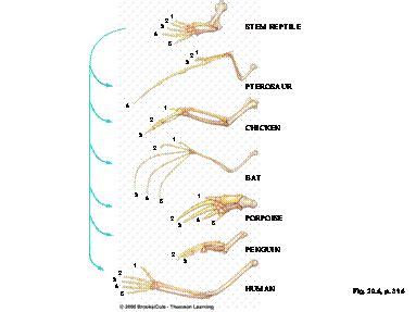 Notes On Macroevolution