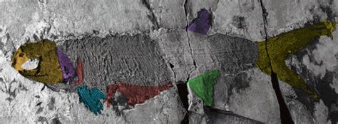 Sauropsis Coccocephalichthys Howqualepis And Cetostoma