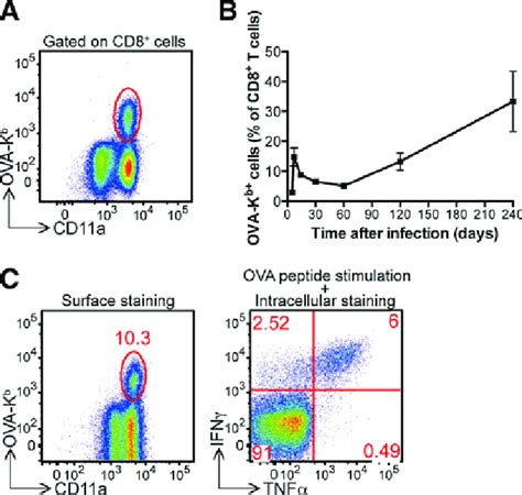 Mcmv Infection Elicits Potent And Long Lasting Polyfunctional Cd8 þ